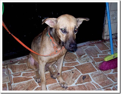 Anjos de 4 Patas: Pereba merece um lar!